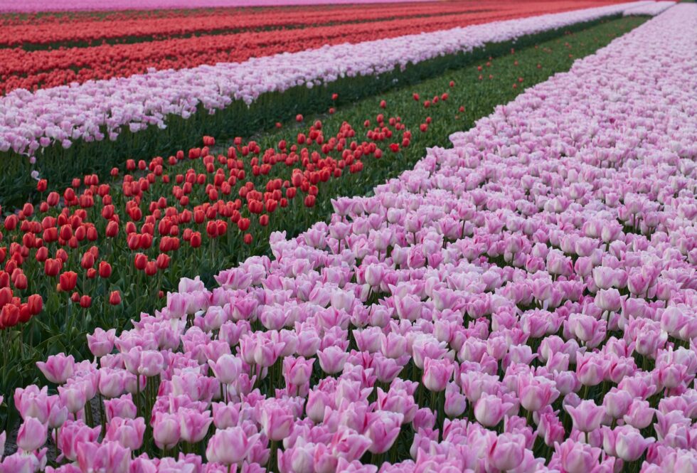 Why Europe in Spring is the Best Time to Visit
